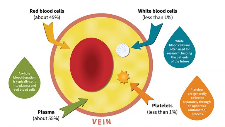 Composition of Blood — Stanford Blood Center