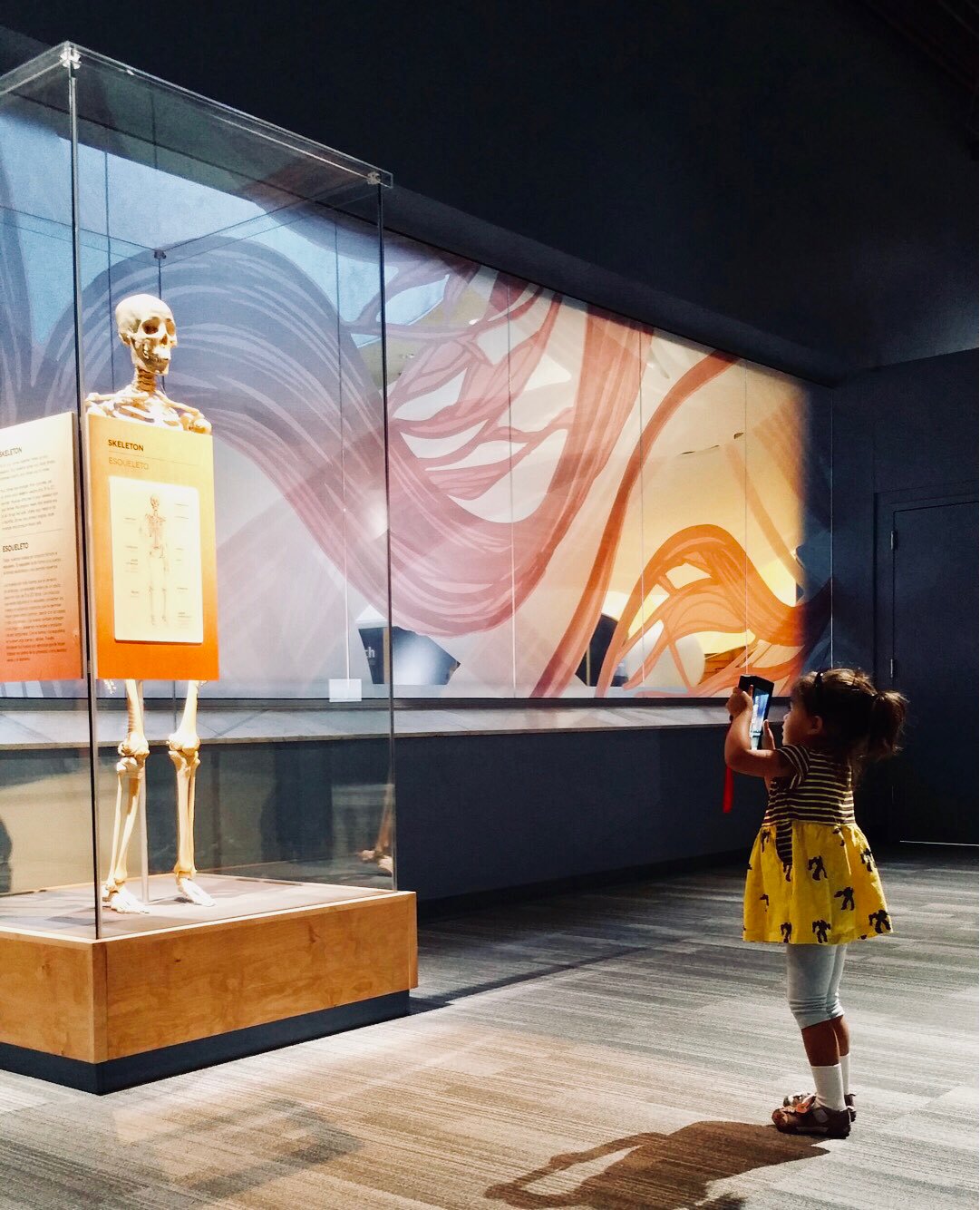 Body Worlds Decoded3 — Stanford Blood Center